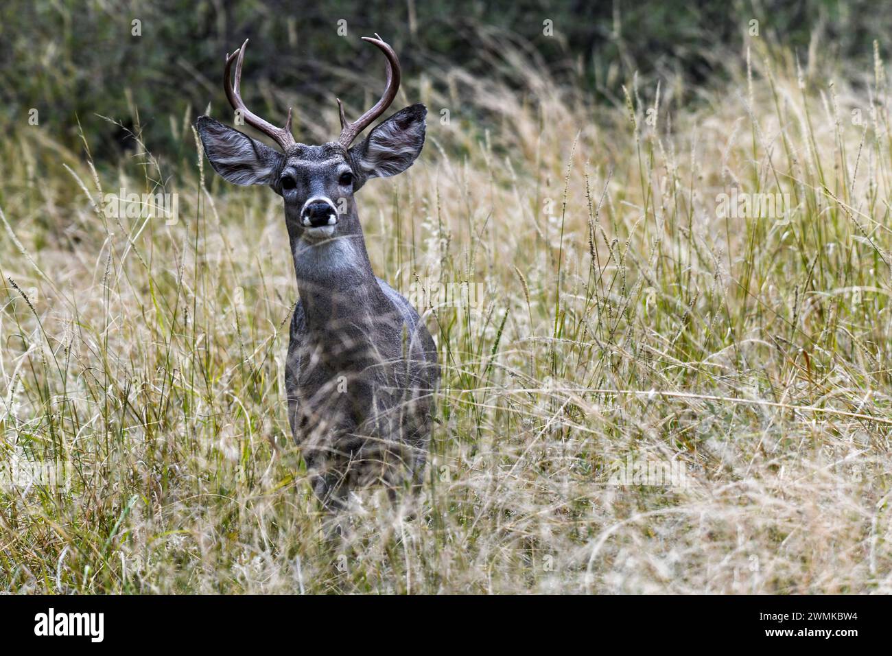 Coues white tail hi-res stock photography and images - Alamy