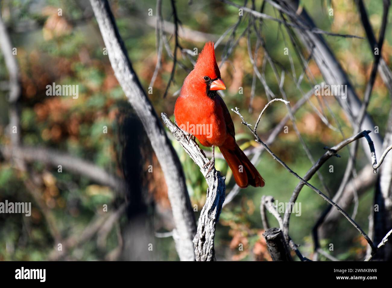 Brightly colored Northern Cardinal (Cardinalis cardinalis) in the ...