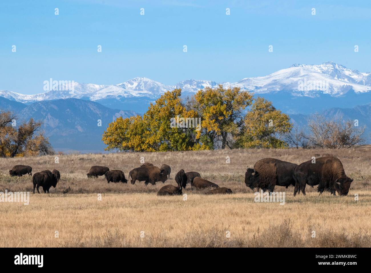 Herd of American Bison (Bison bison) in the grasslands of the Rocky ...