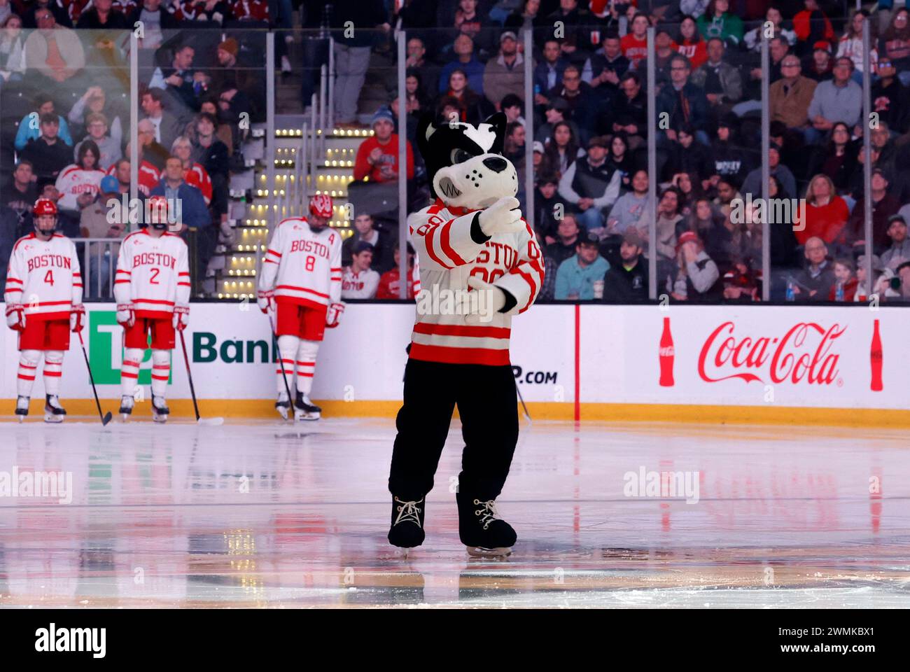 BOSTON, MA - FEBRUARY 12: Boston University mascot Rhett before the ...
