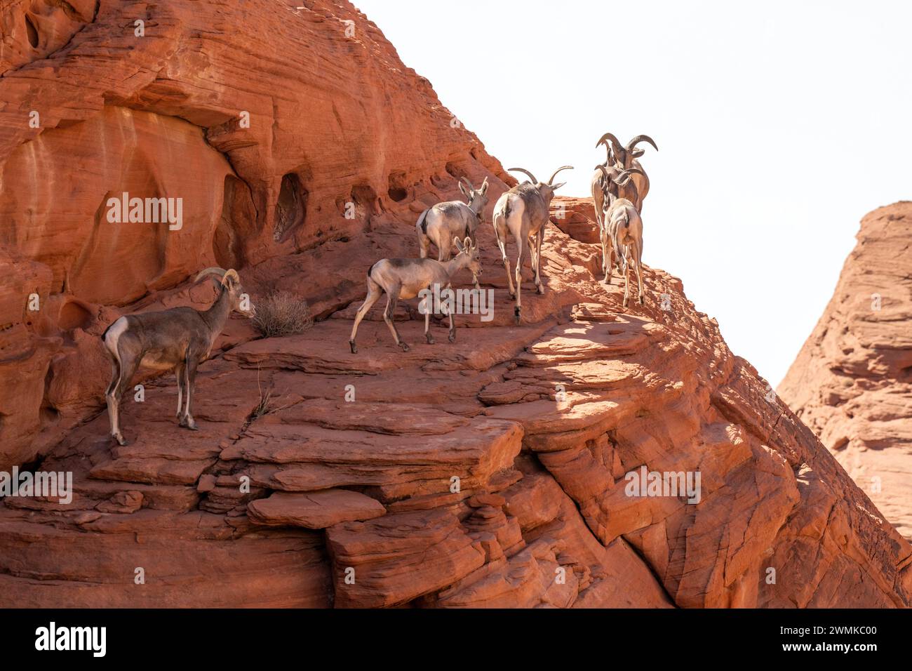 Desert Bighorn (Ovis canadensis nelsoni) sheep approaching the skyline ...