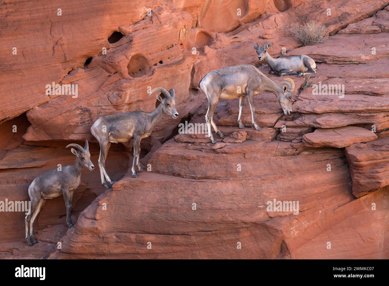 Desert Bighorn (Ovis canadensis nelsoni) sheep in the red rock cliffs ...