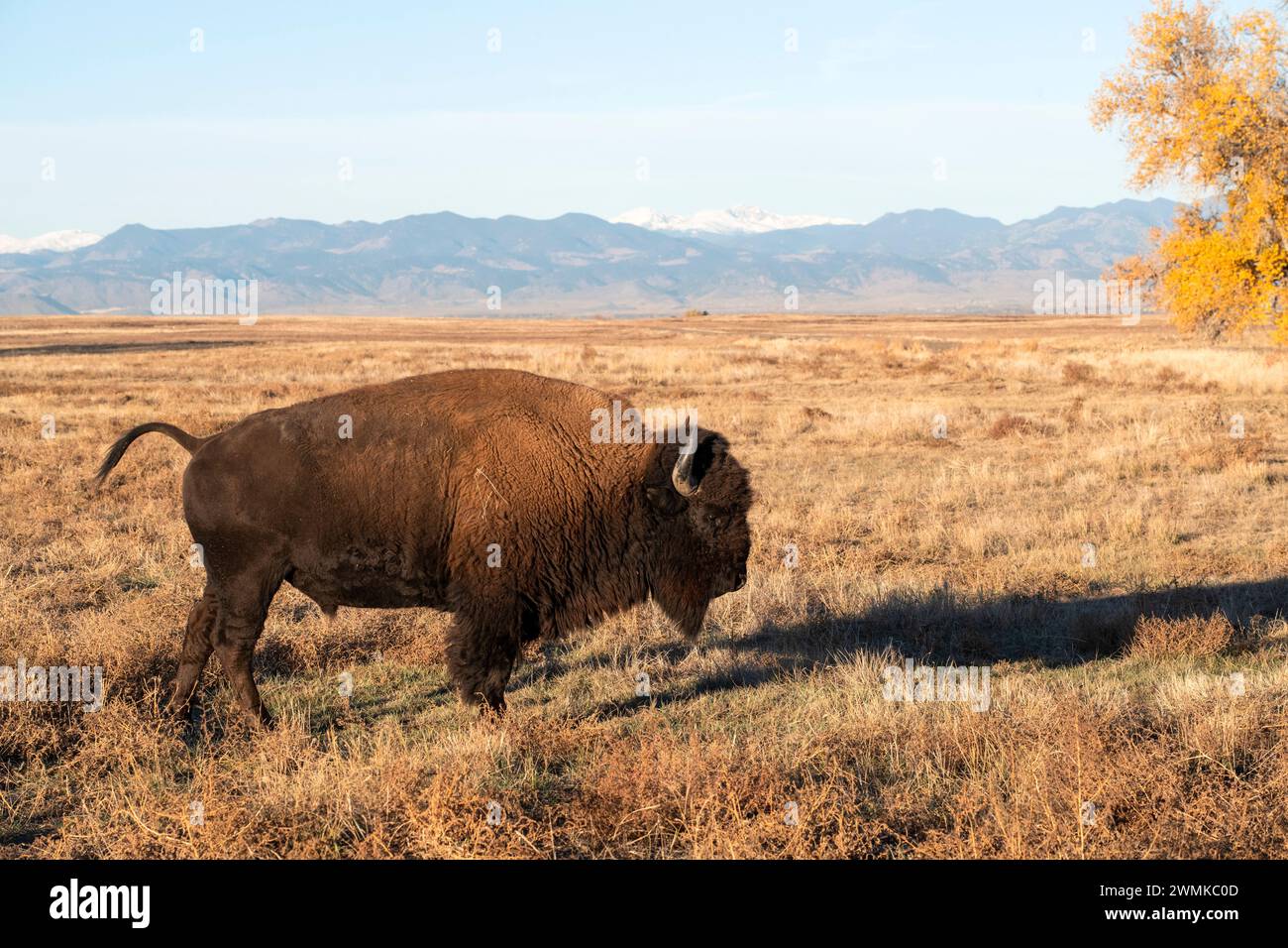 Adult bull bison bison bison hi-res stock photography and images - Alamy