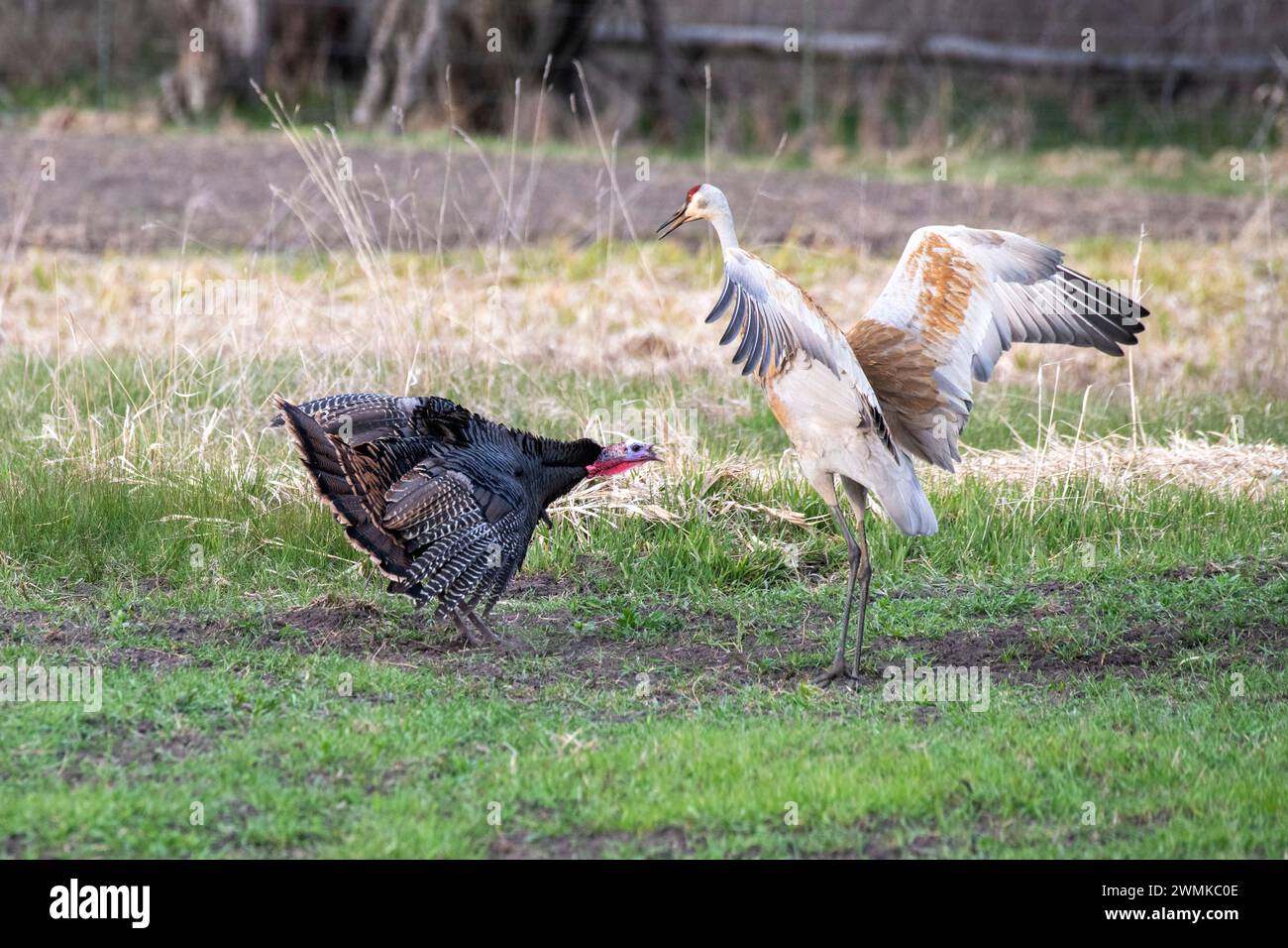 Wild Turkey (Meleagris gallopavo) faces off against a Sandhill Crane ...