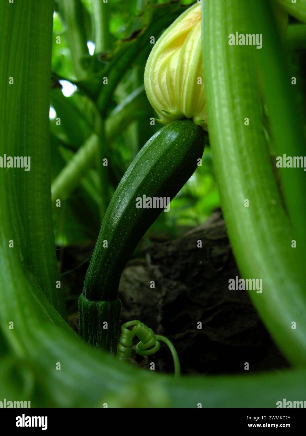 Close-up view of a zucchini squash plant (Cucurbita pepo) growing in ...
