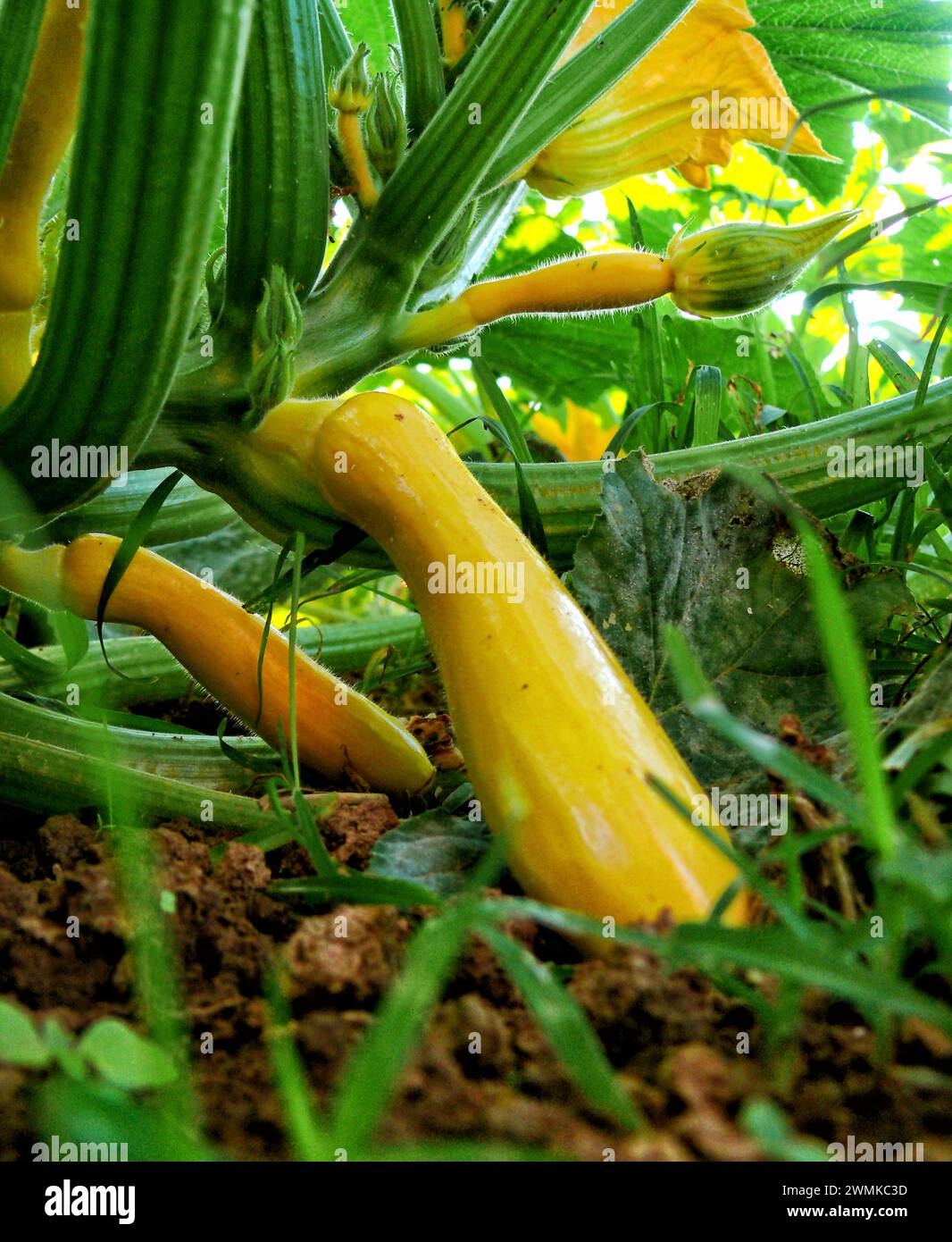 Summer squash growing on a plant Stock Photo - Alamy
