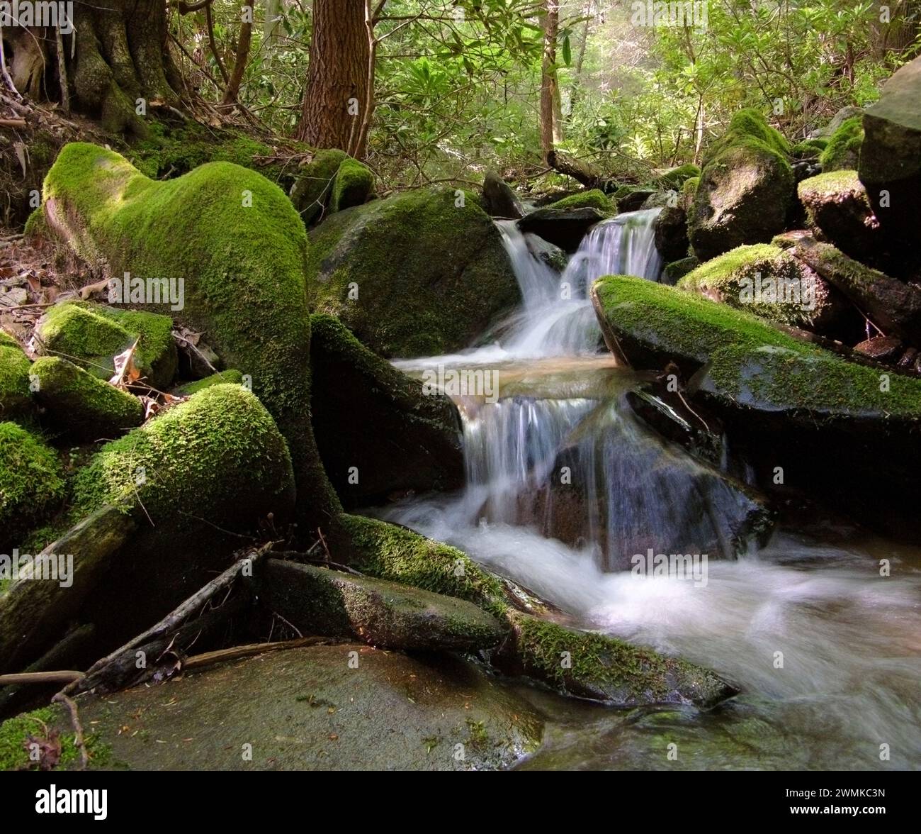 Waterfalls of a woodland stream tumble over moss-covered boulders in ...