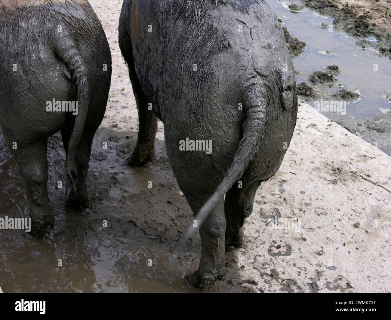 Close-up rear view of domestic swine covered with mud Stock Photo - Alamy