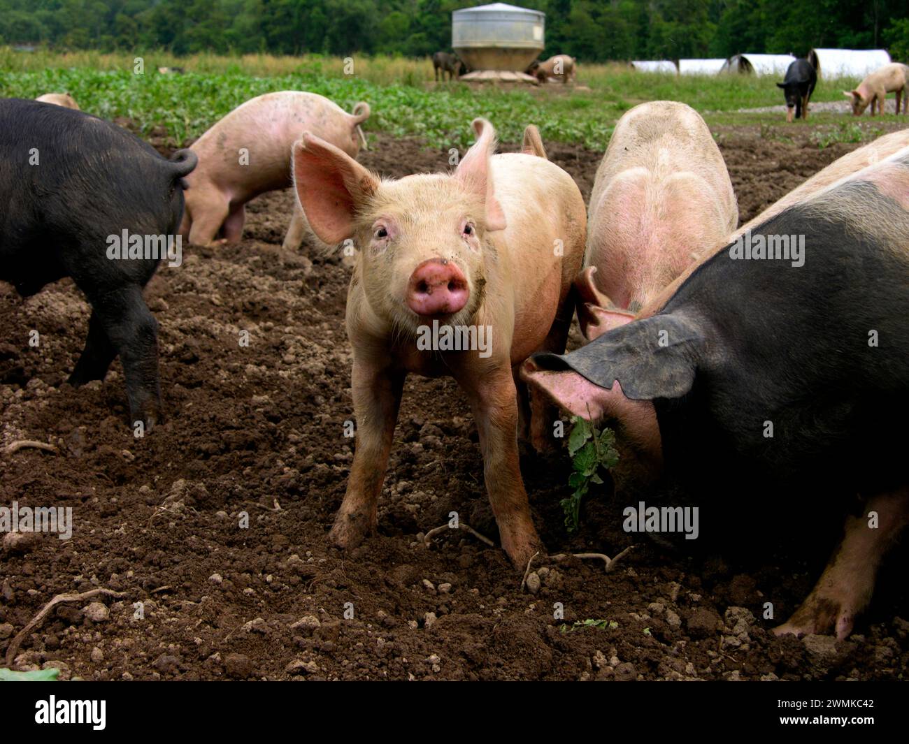 Domestic swine rooting around in a vegetable garden Stock Photo - Alamy
