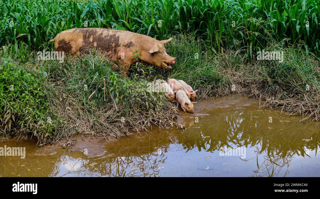 Edge of the pond hi-res stock photography and images - Alamy