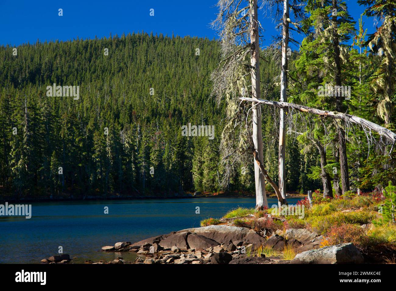 Timber Lake on Timber Lake Trail, Ollalie Lake Scenic Area, Mt Hood ...