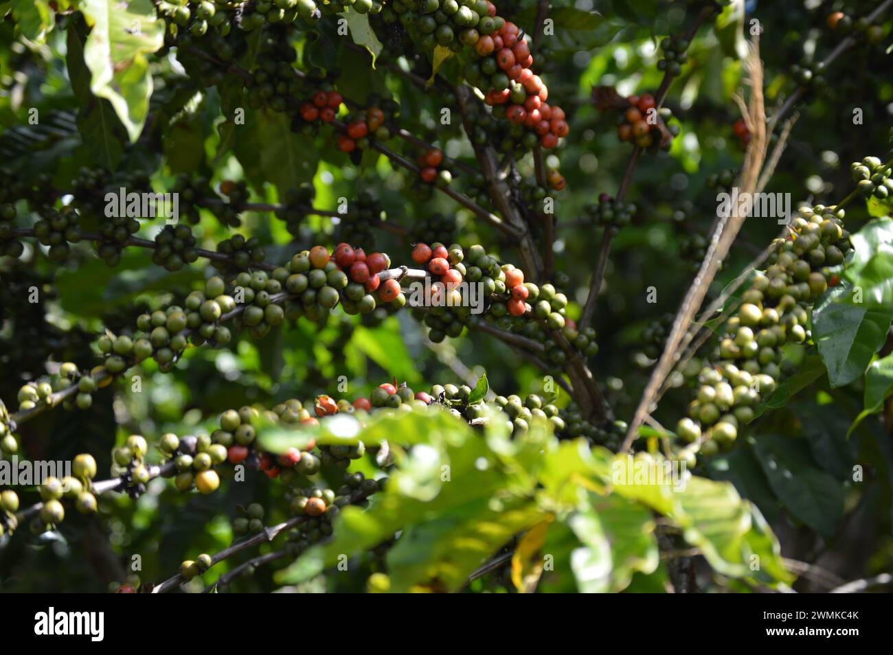 Coffee on the coffee tree during harvest time in the interior of Brazil ...