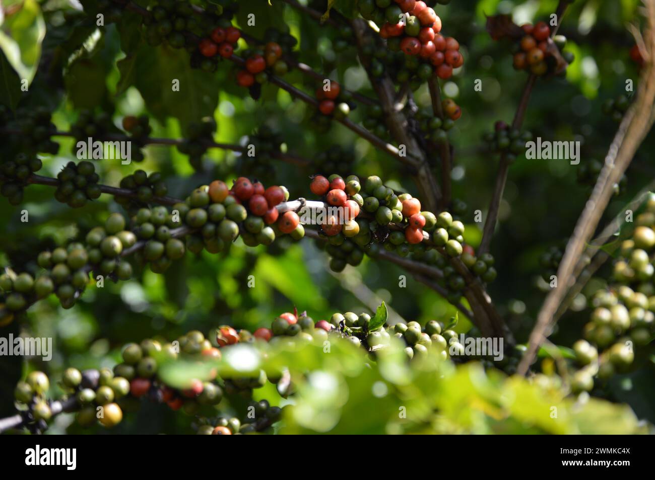 Coffee on the coffee tree during harvest time in the interior of Brazil ...