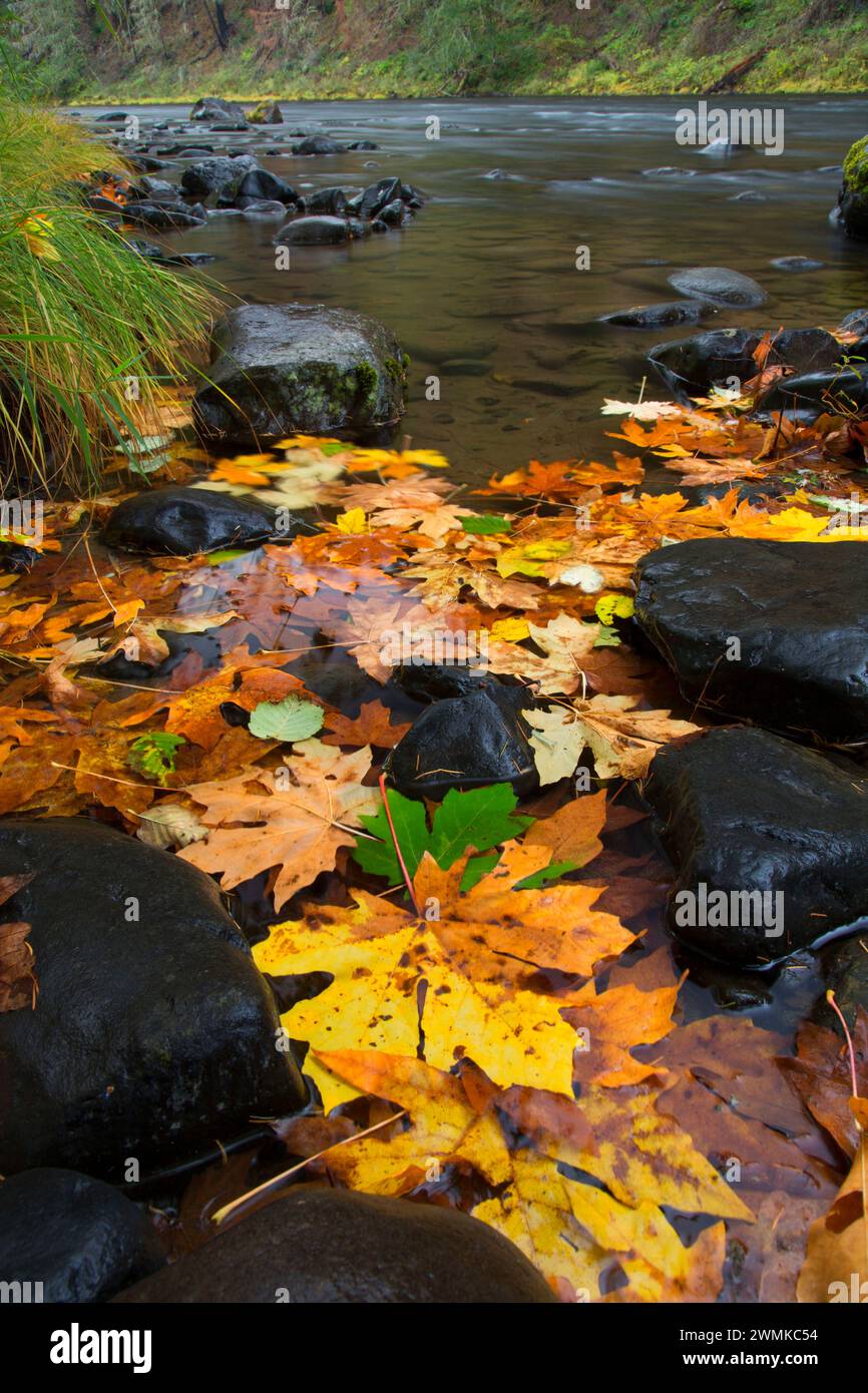 Bigleaf maple leaves in Clackamas Wild and Scenic River at Lazy Bend ...