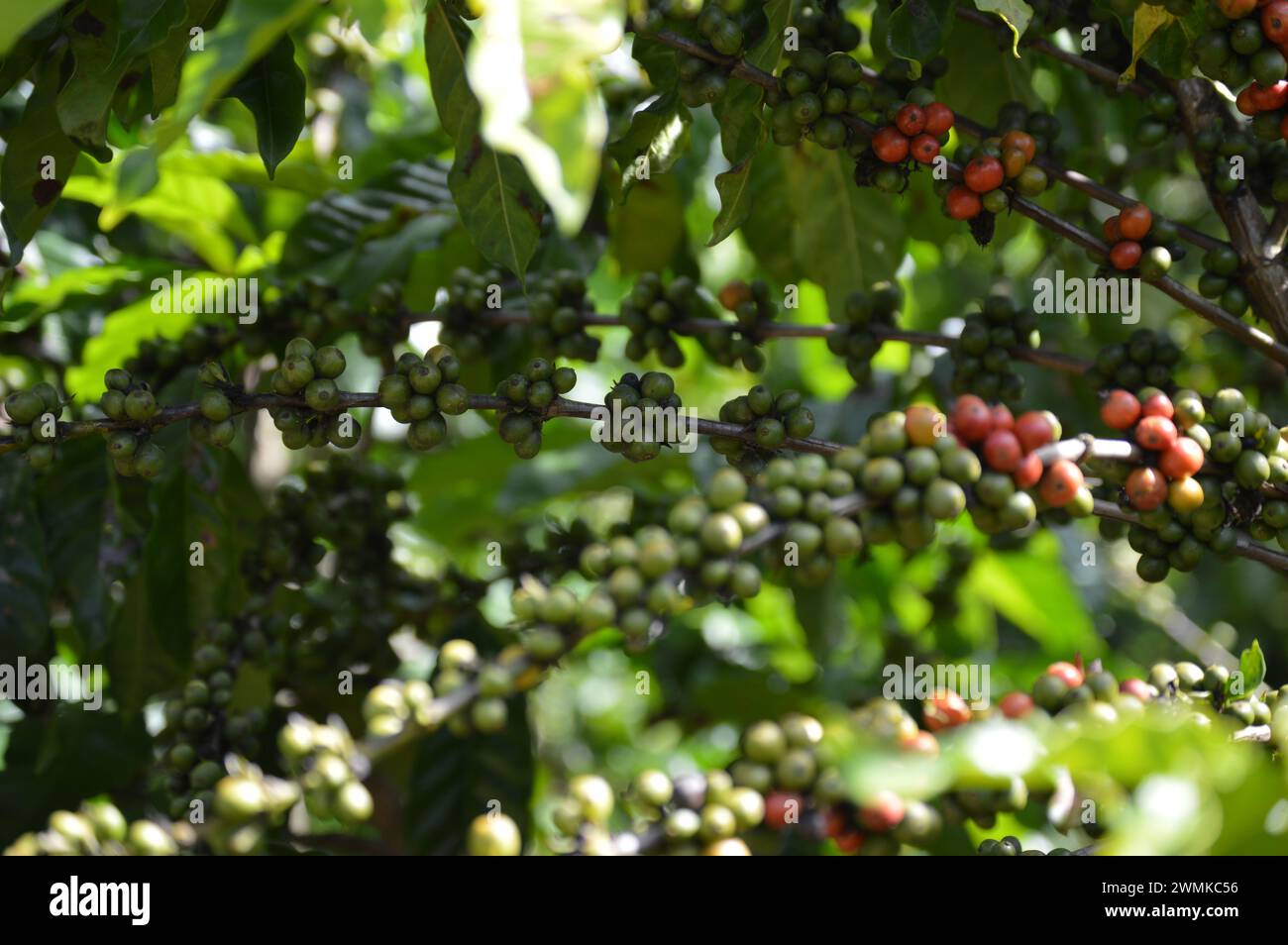 Coffee on the coffee tree during harvest time in the interior of Brazil ...