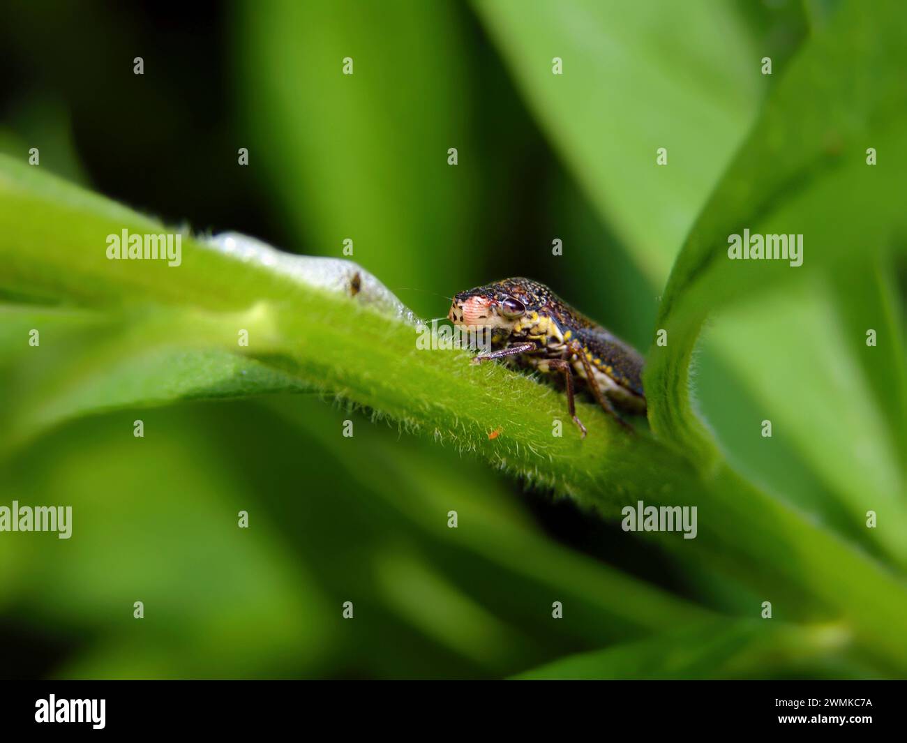 Spit bugs hi-res stock photography and images - Alamy
