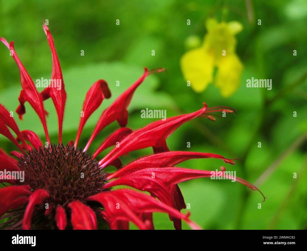 Red bee balm flower is in the foreground, pale jewelweed in the ...