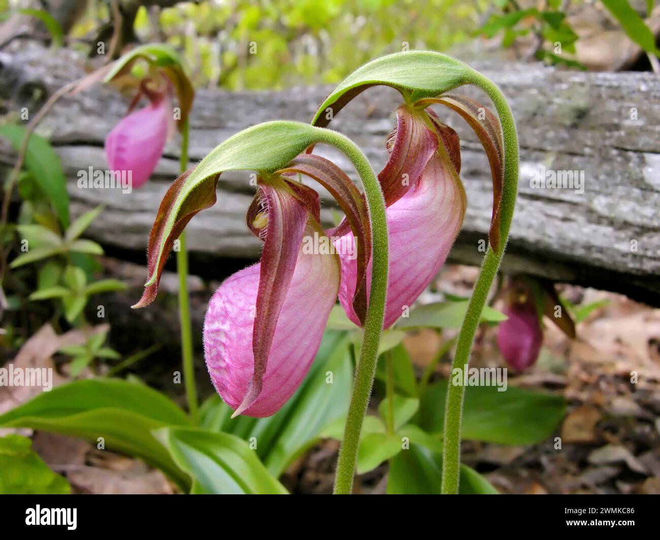 Three pink lady’s slipper flowers (Cypripedium acaule aiton) nod their ...