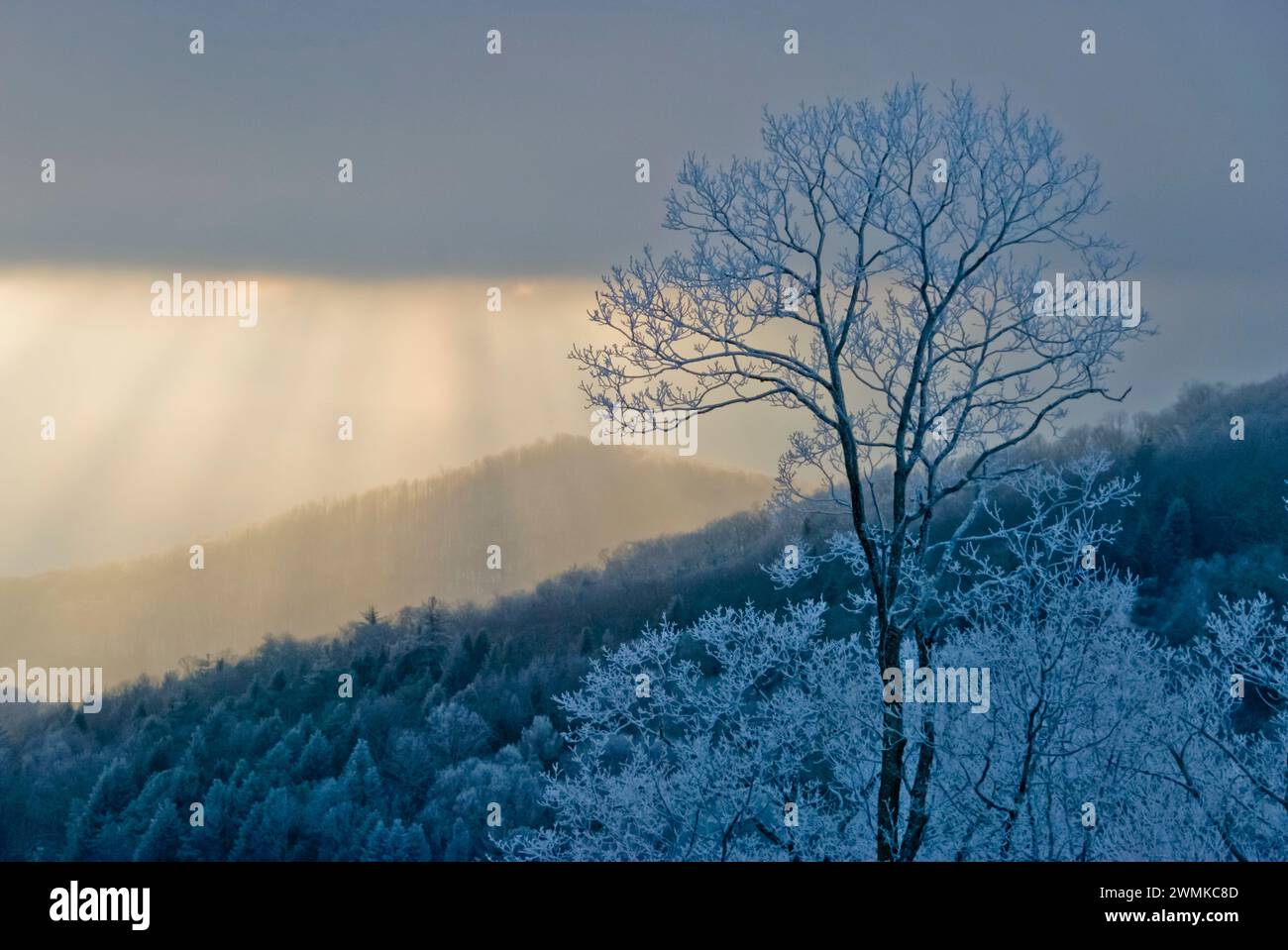Rime ice covers trees with blue shadows and sun rays emitting from the ...