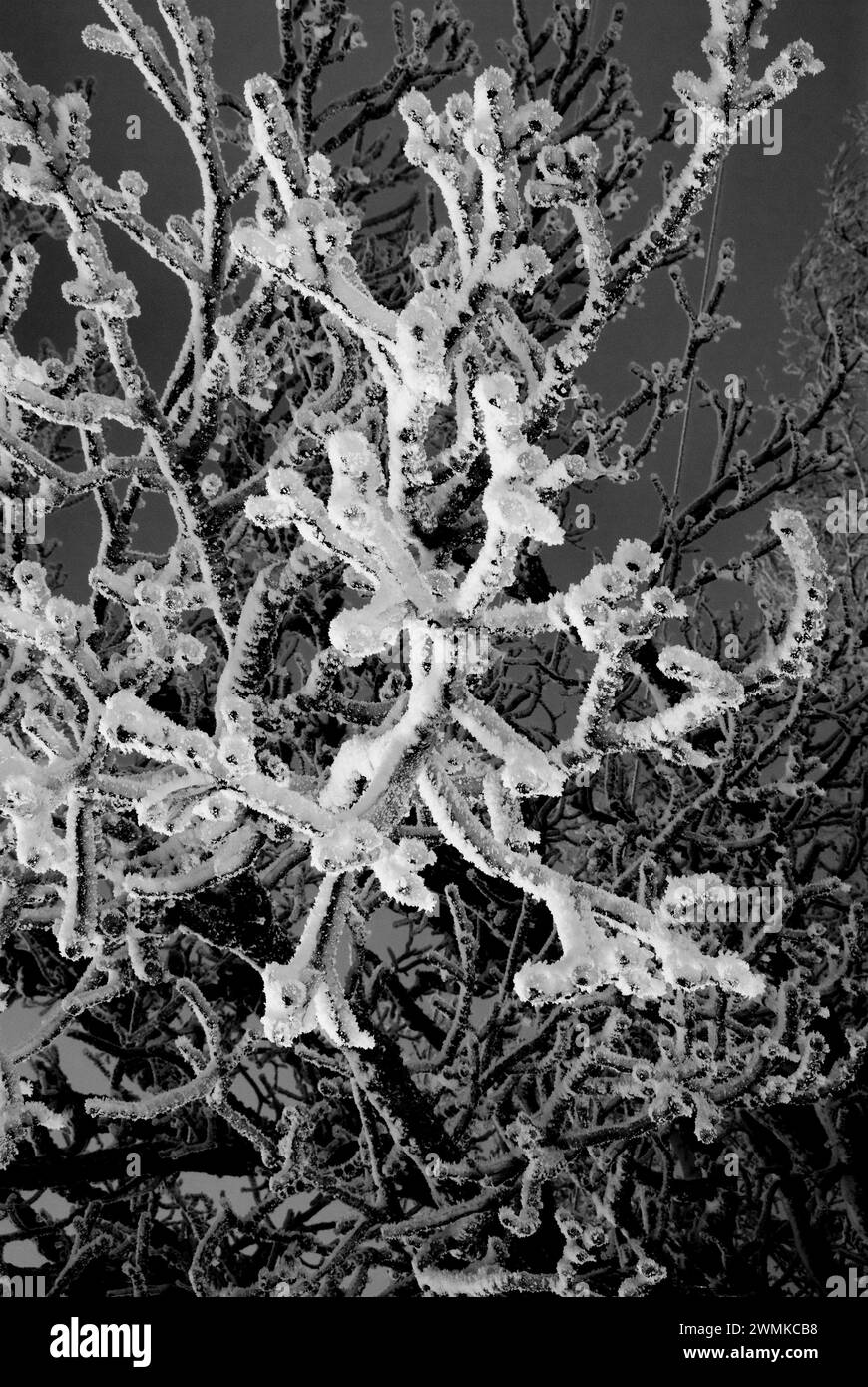 Branches close up Black and White Stock Photos & Images - Alamy