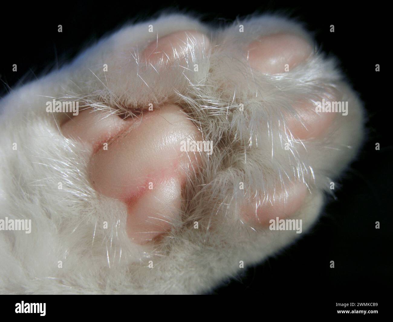 Foot pads hi-res stock photography and images - Alamy