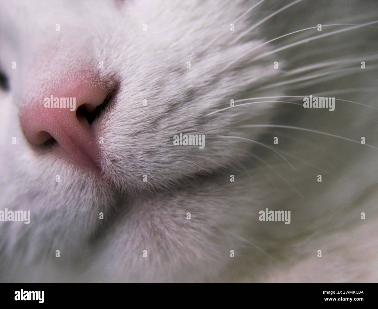 Cats nose extreme macro hi-res stock photography and images - Alamy