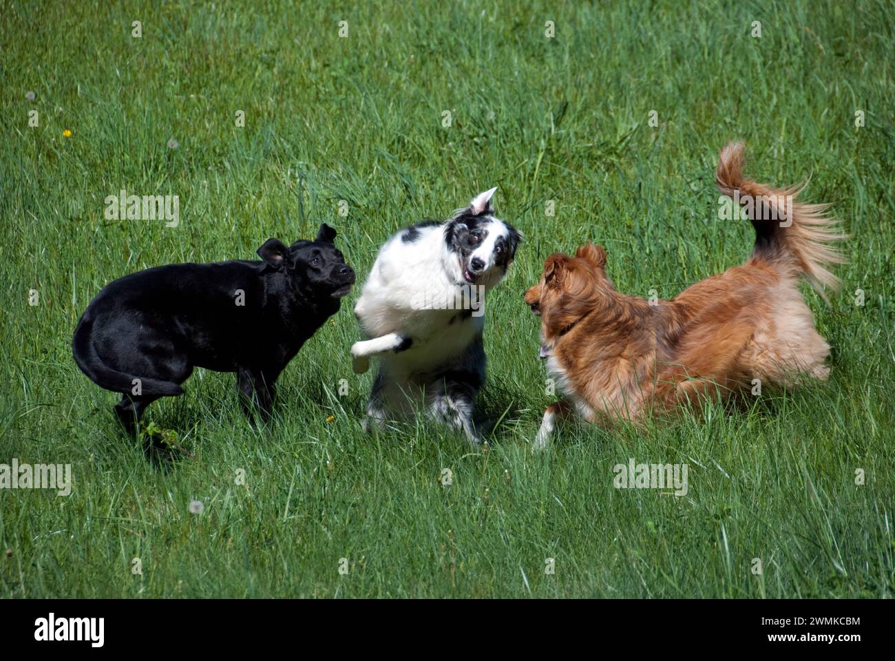 Three dogs playing together in a grass field Stock Photo - Alamy