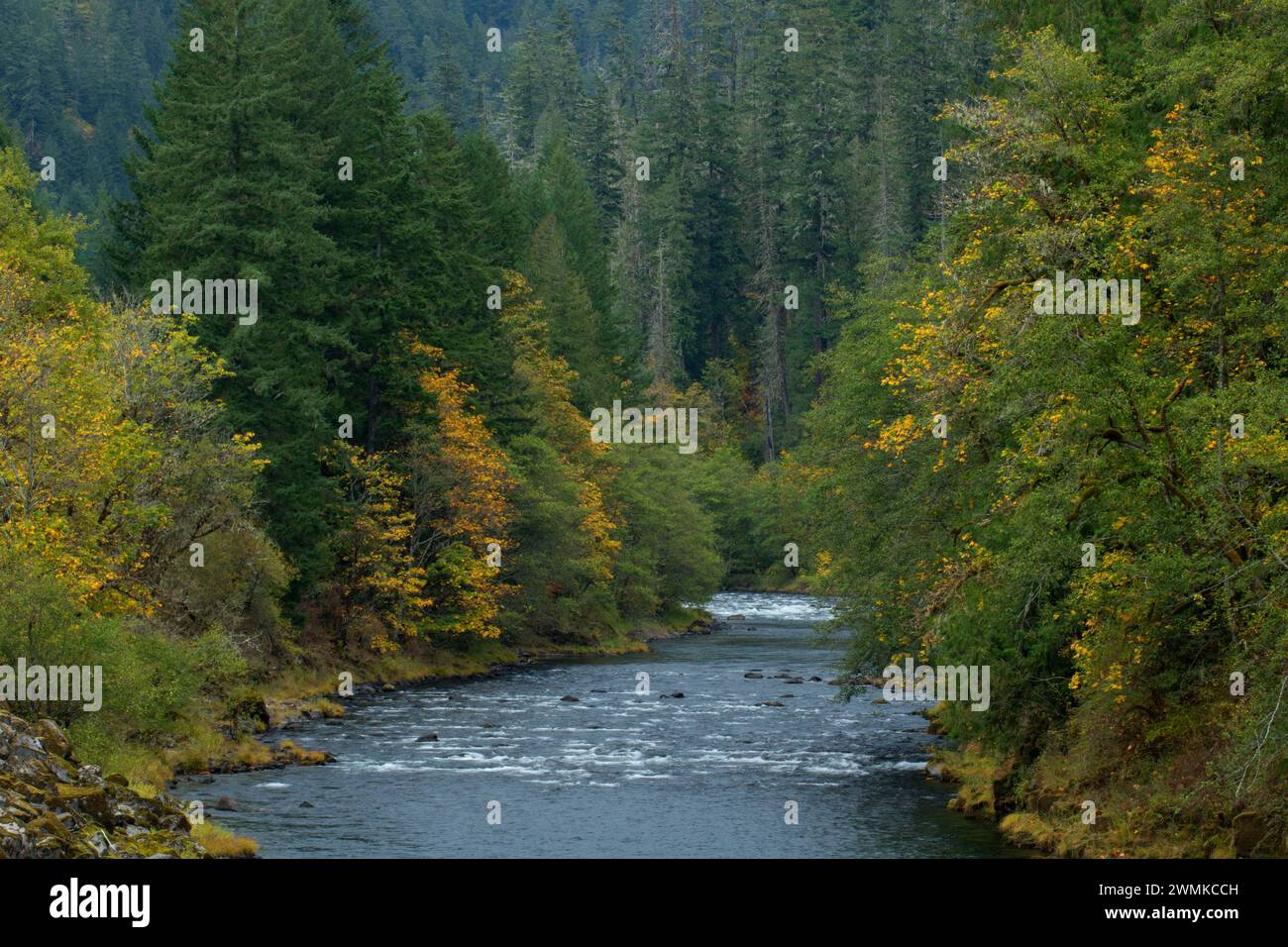 Clackamas Wild and Scenic River, West Cascades Scenic Byway, Mt Hood ...