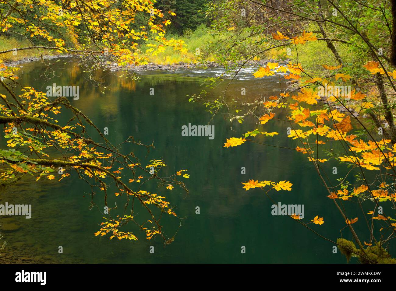 Clackamas Wild and Scenic River at lower Clackamas River trailhead ...