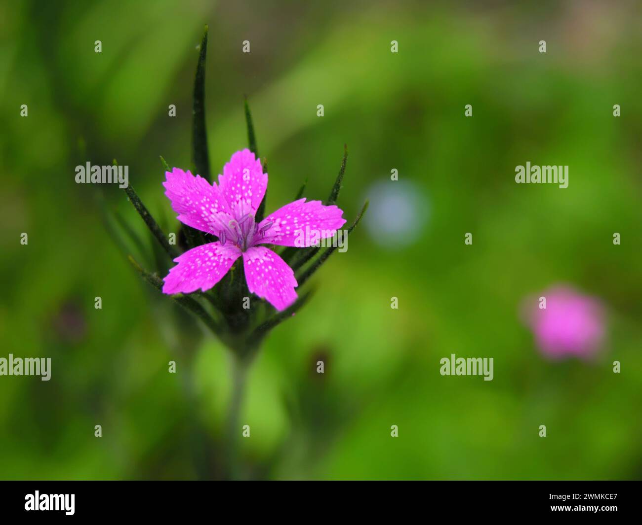 Close-up of the small delicate blossom of a Deptford Pink plant ...