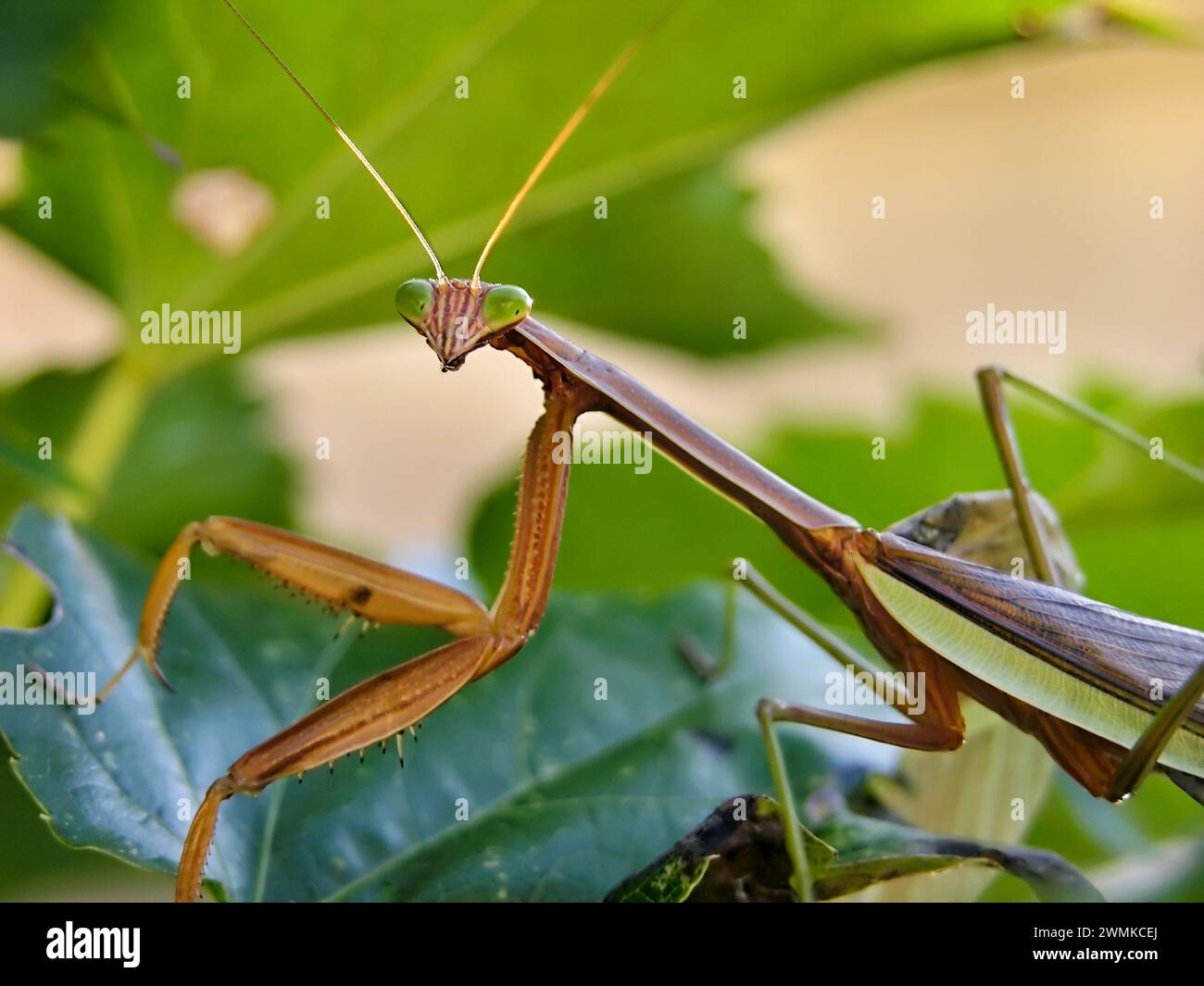 Praying Mantis resting on a plant Stock Photo - Alamy