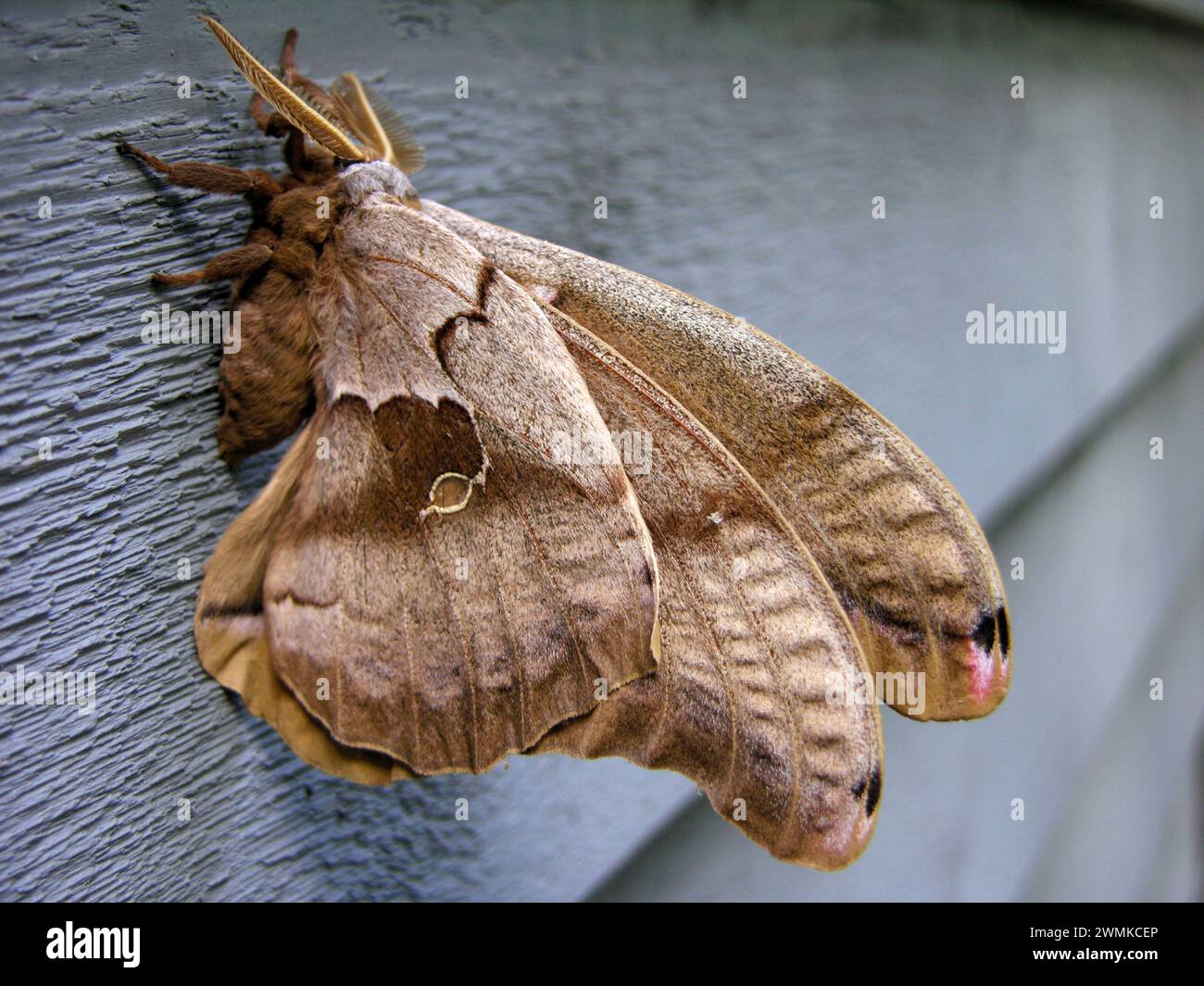 Polyphemus moth (Antheraea polyphemus) resting on the siding of a ...