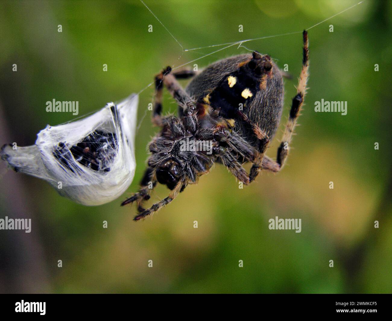 Carolina Wolf Spider (Hogna carolinensis) on it's web, with prey ...
