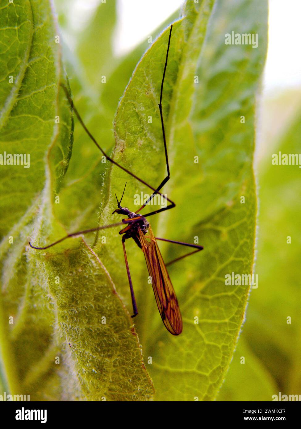 Giant eastern crane fly hi-res stock photography and images - Alamy