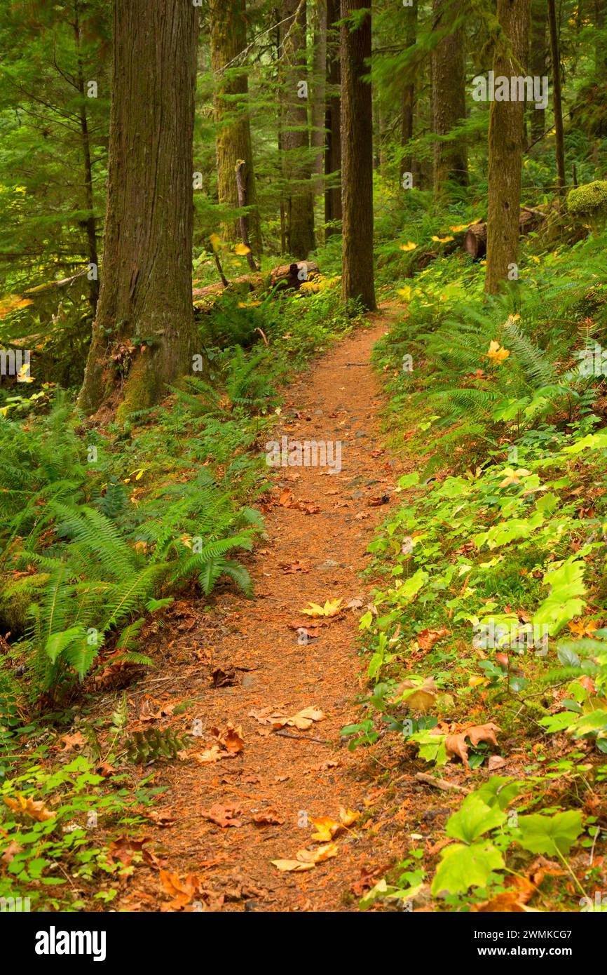 Clackamas River Trail, Clackamas Wild and Scenic River, West Cascades ...