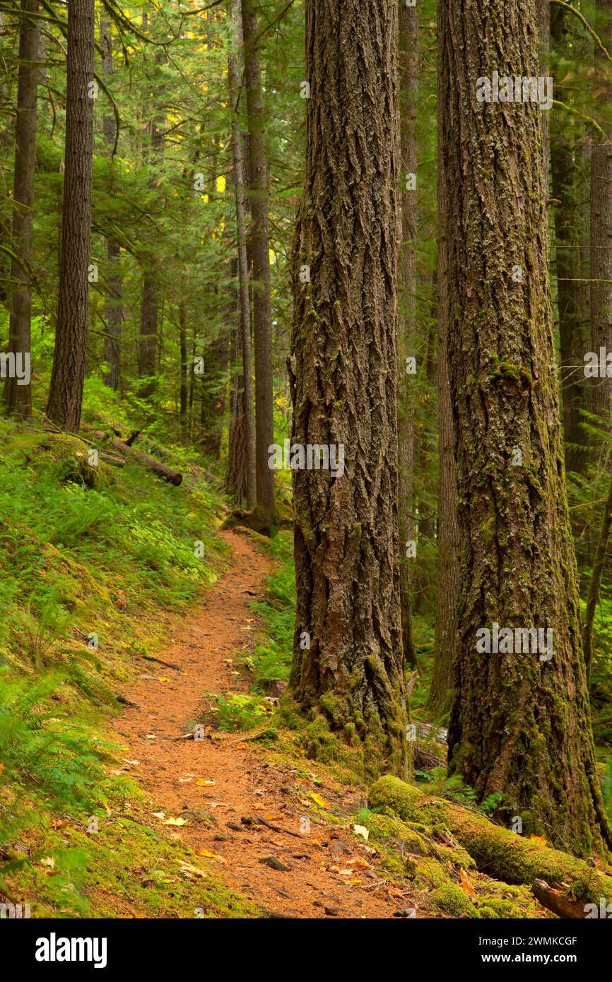 Clackamas River Trail, Clackamas Wild and Scenic River, West Cascades ...