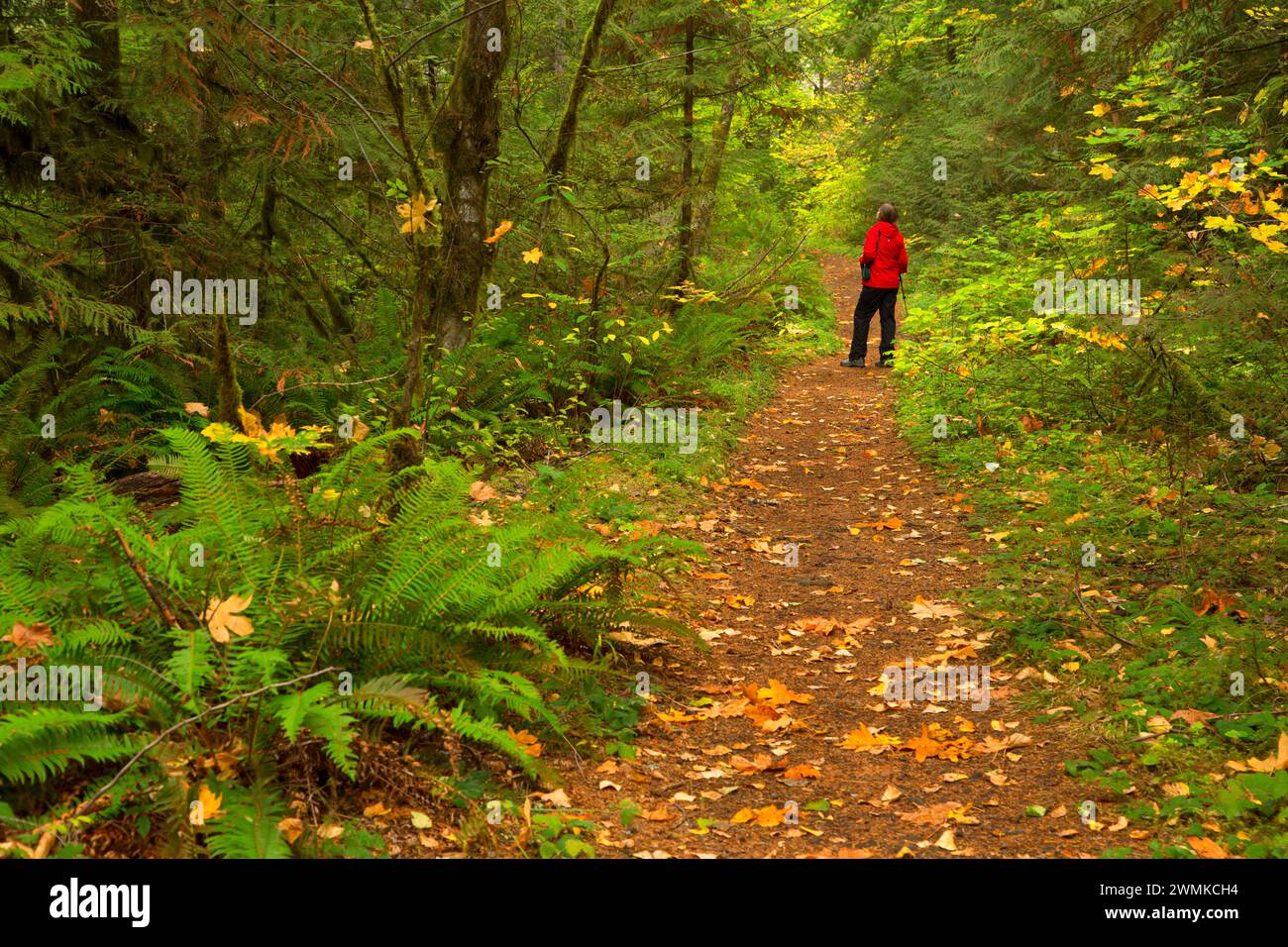 Clackamas River Trail, Clackamas Wild and Scenic River, West Cascades ...
