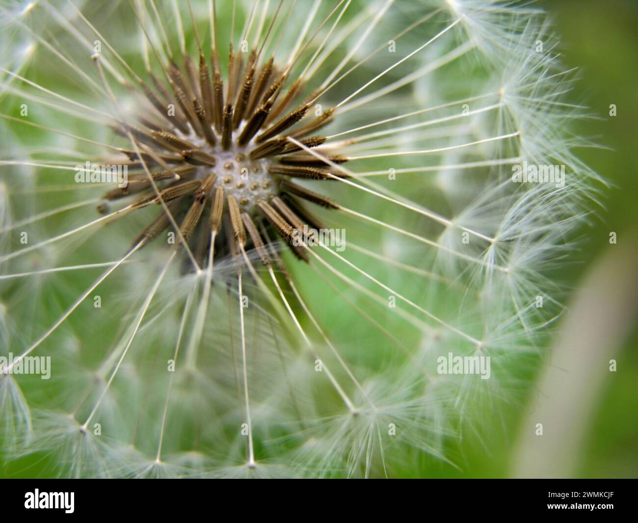 Wind borne seed dispersal hi-res stock photography and images - Alamy