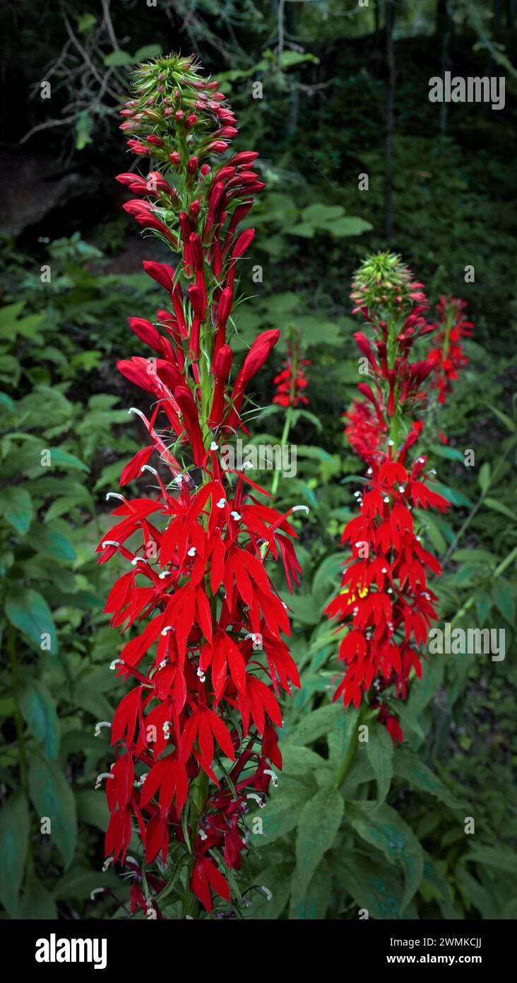 Lobelia cardinalis hi-res stock photography and images - Alamy