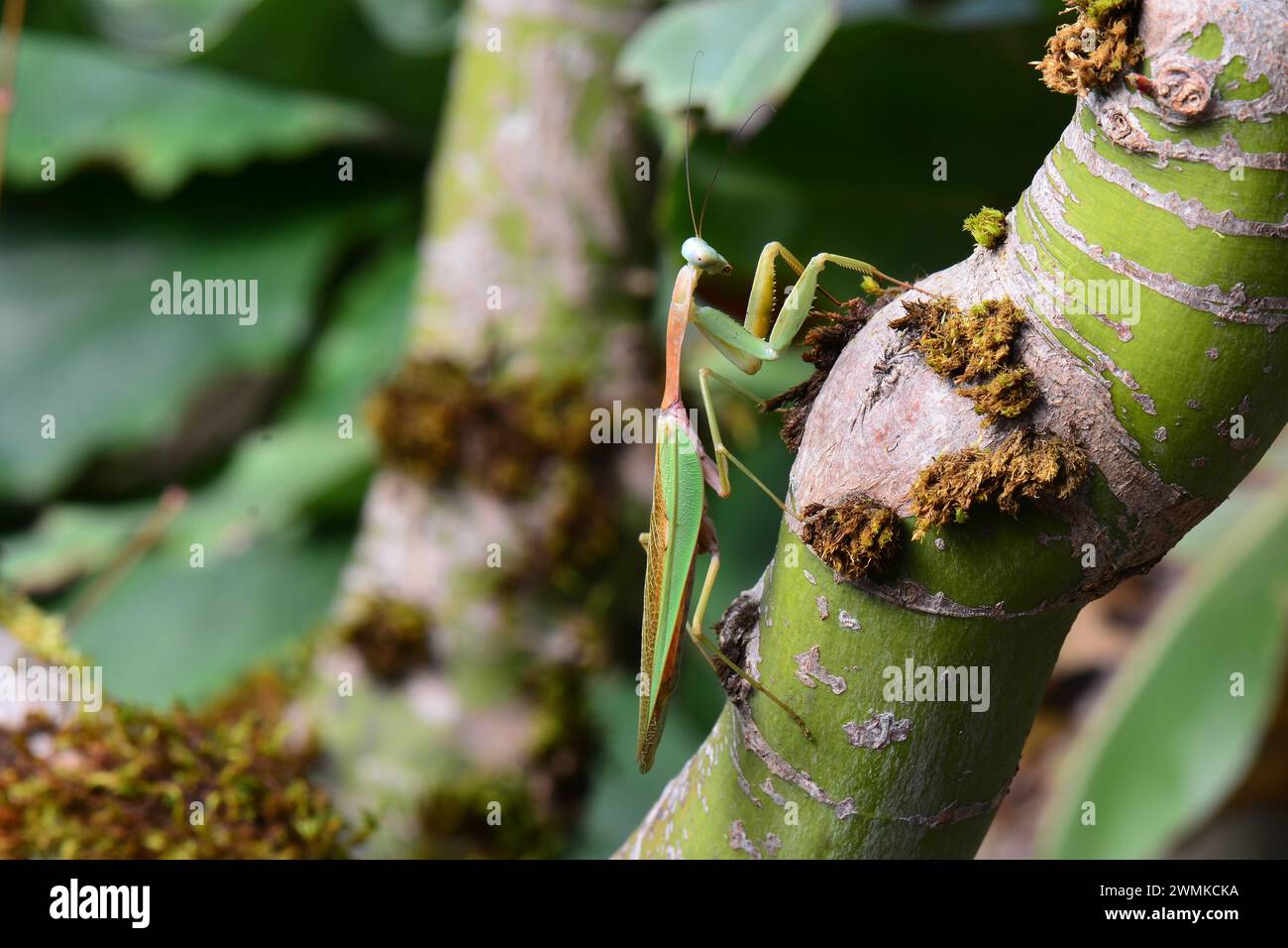 South American Green Mantis