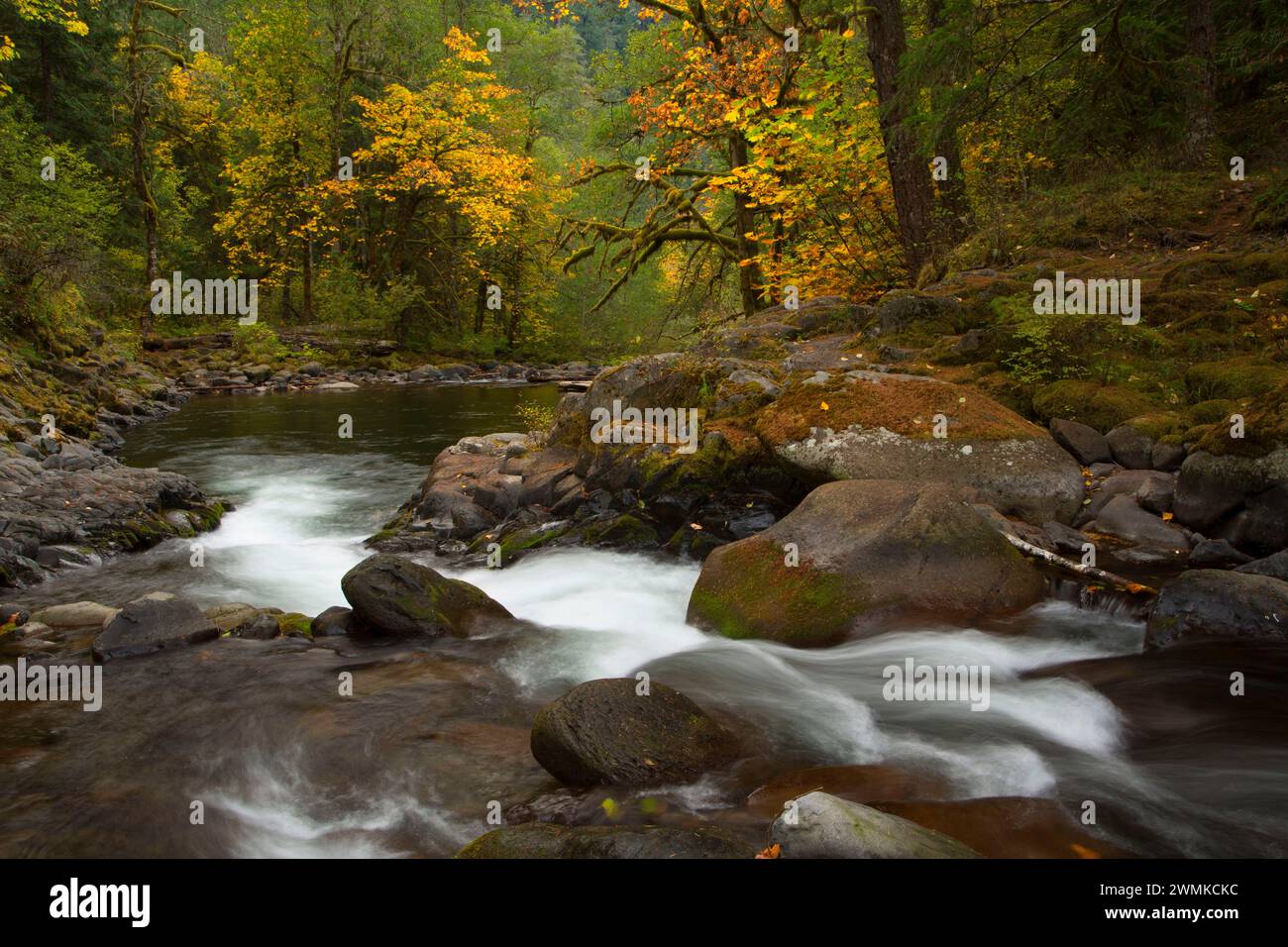 Roaring Wild and Scenic River, West Cascades Scenic Byway, Mt Hood ...