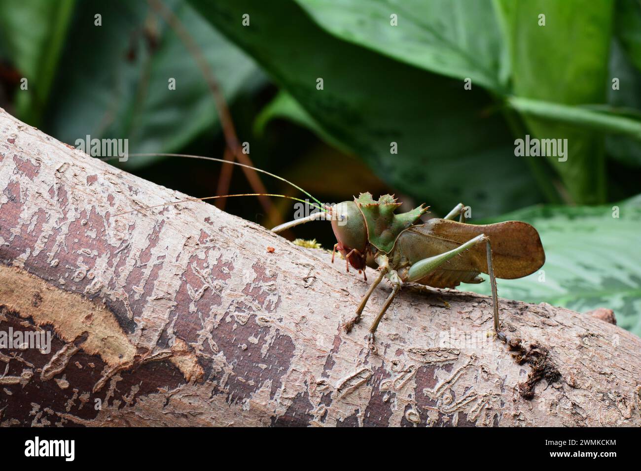 Predators of scale insects hi-res stock photography and images - Alamy
