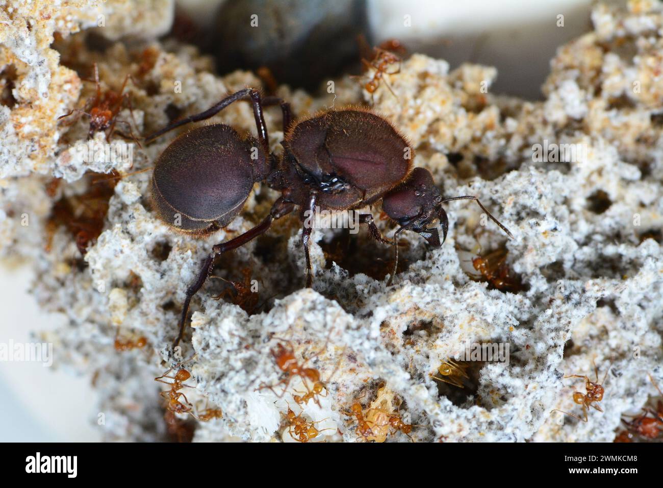 Queen leaf cutter ant in the fungus Stock Photo - Alamy