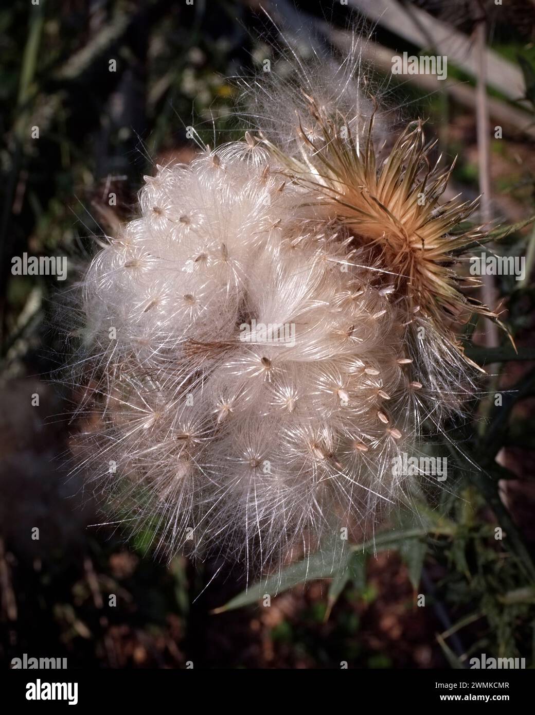 Thistle stages hi-res stock photography and images - Alamy