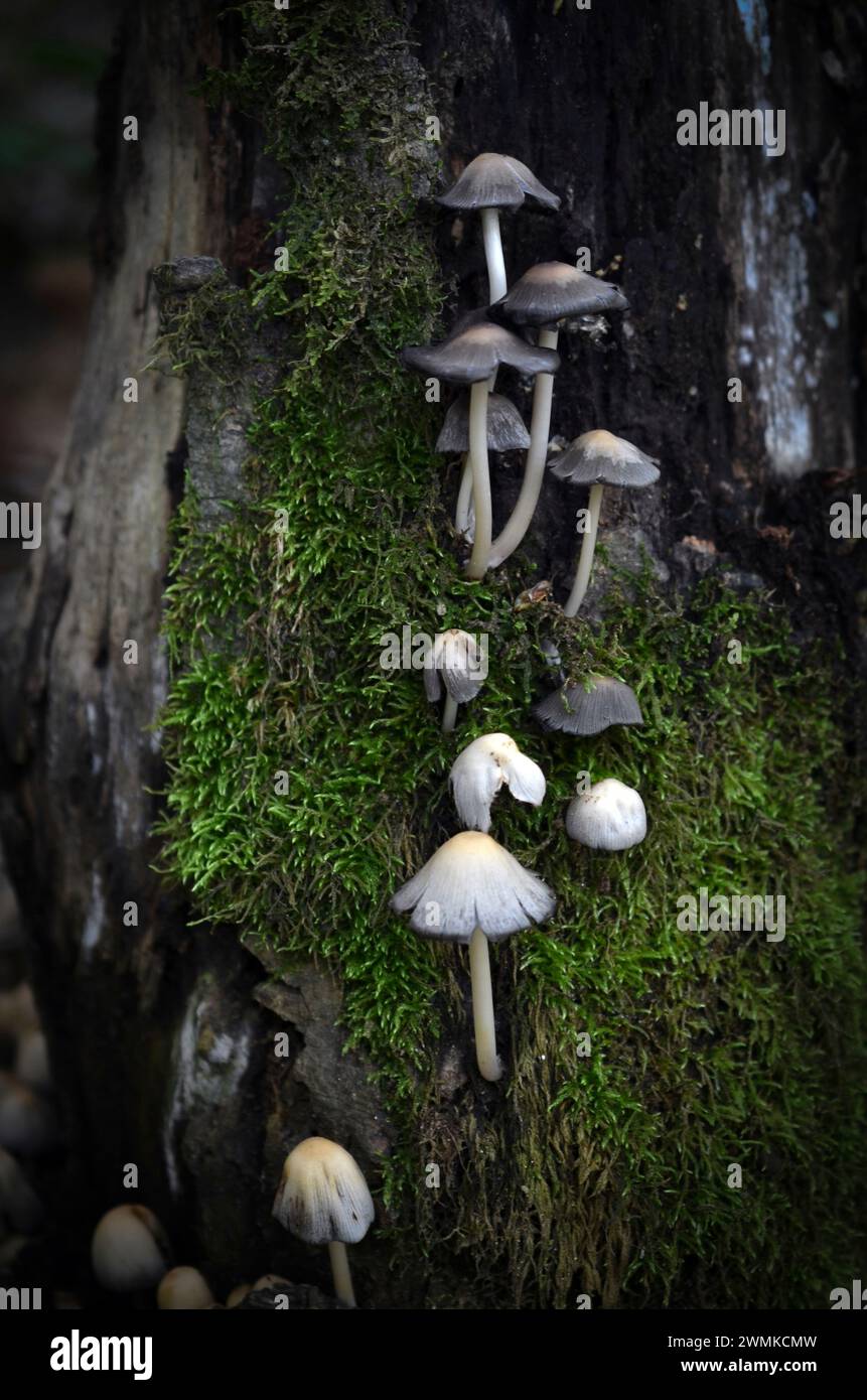 Fungi growing around hi-res stock photography and images - Alamy