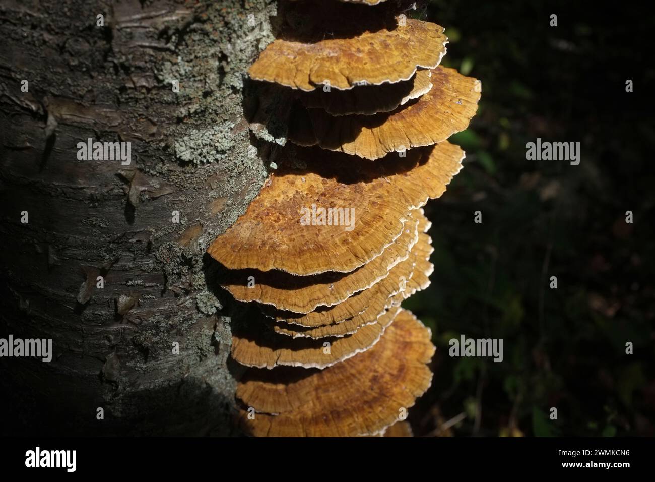 Shelf fungus grows from a tree trunk Stock Photo - Alamy