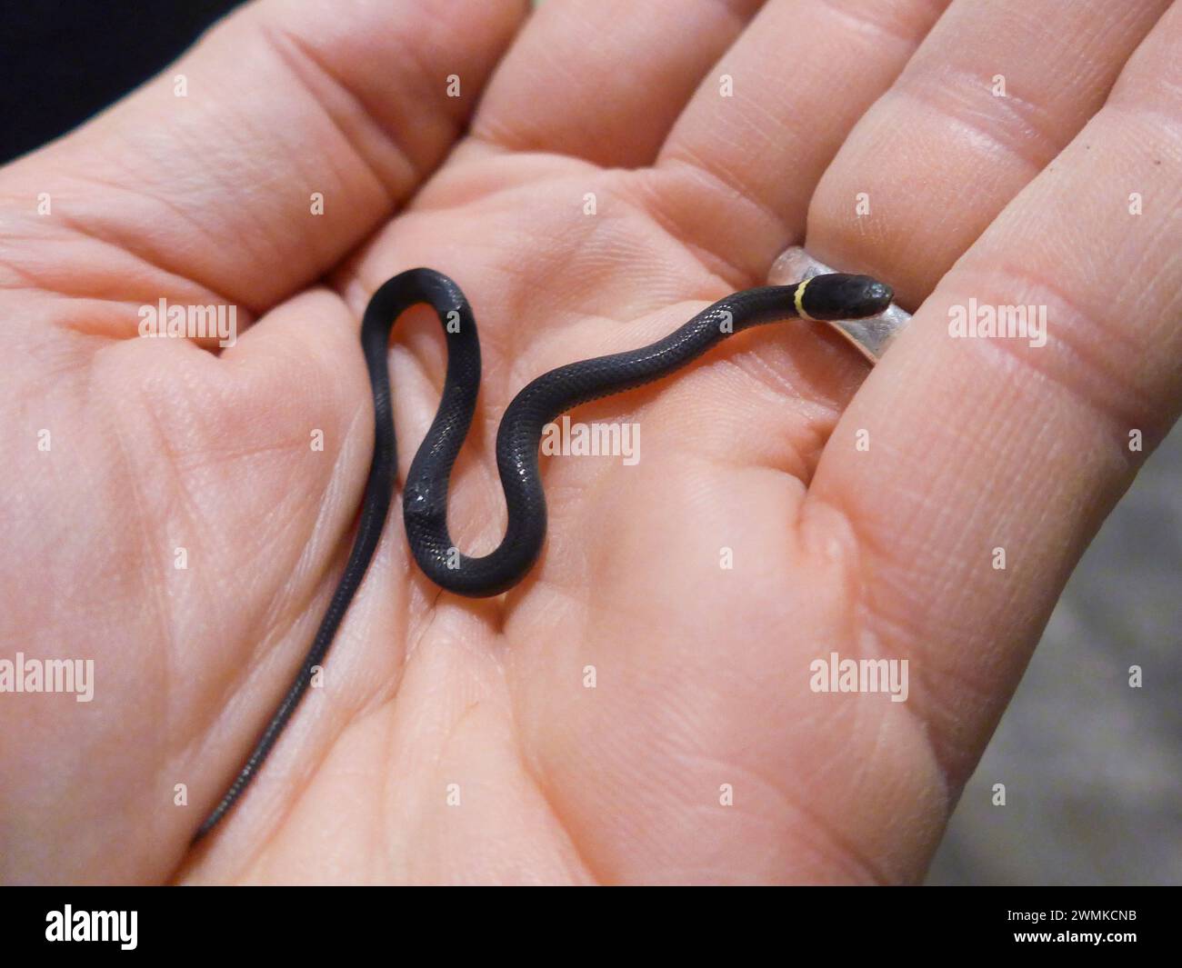 Southern ring snake (Diadophis punctatus) hatchling on the palm of the ...