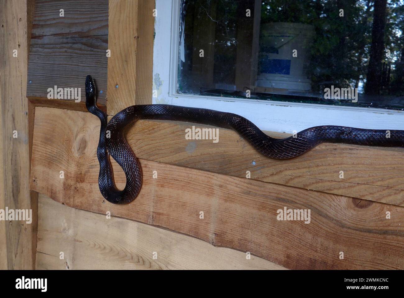 Black rat snake works its way across the siding below a window Stock ...