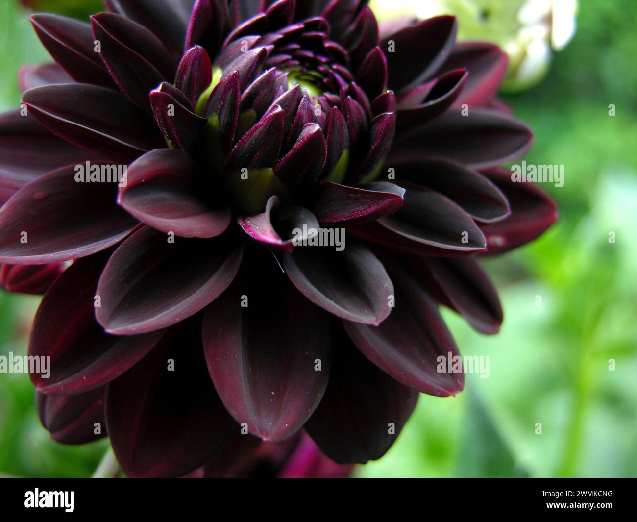 Deep purple colored Dahlia flower in bloom; North Carolina, United ...