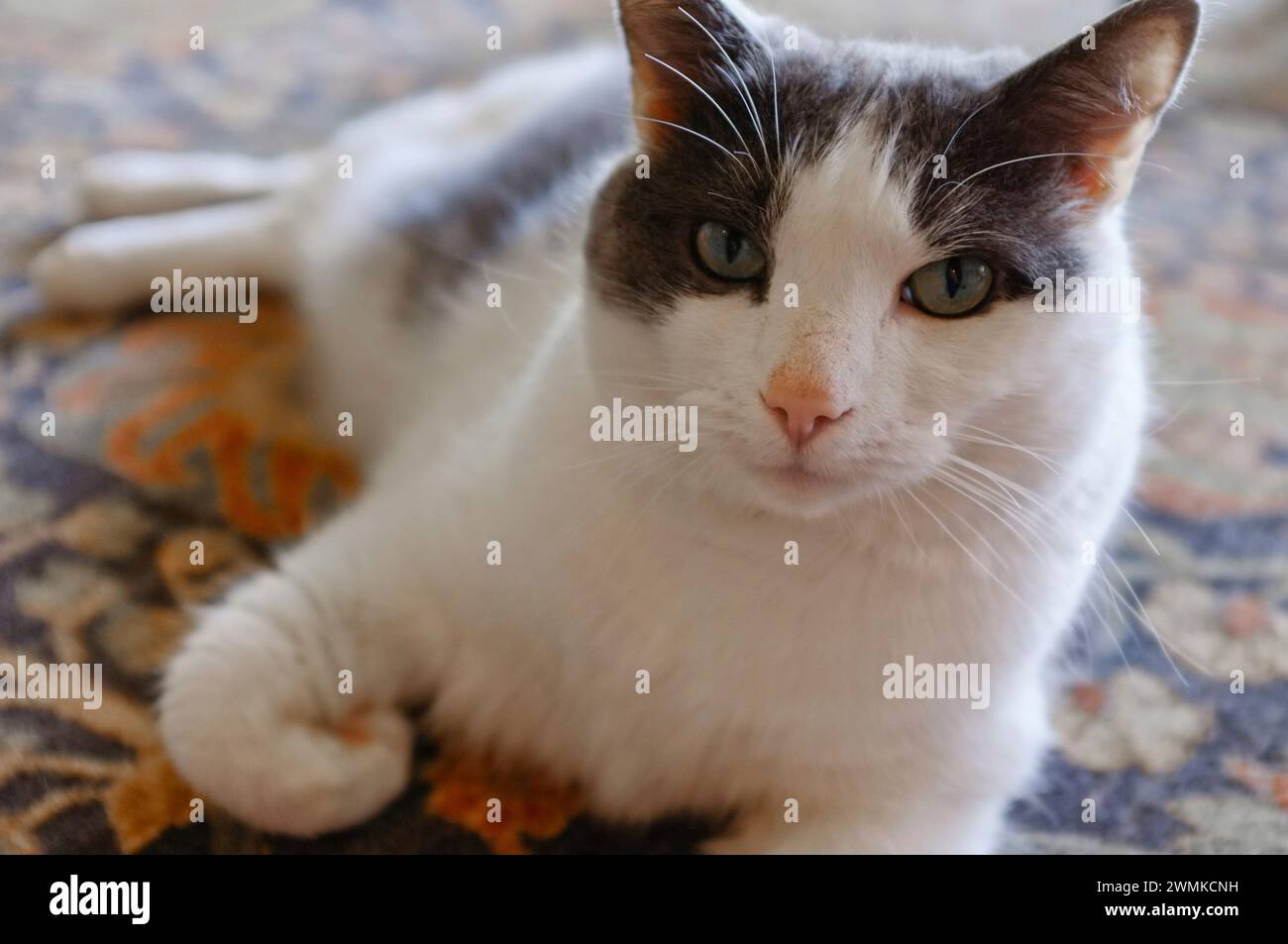 Portrait of a grey and white cat lying on a rug at home Stock Photo - Alamy